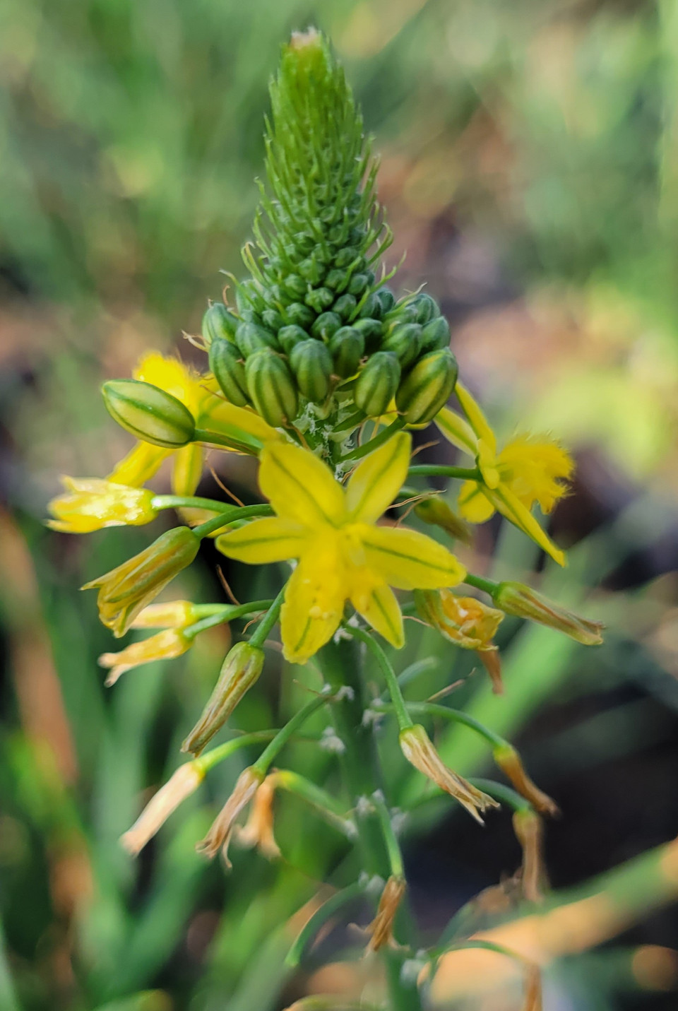 Leucophyllum frutescens 'Compacta' (Compact Texas Ranger)
