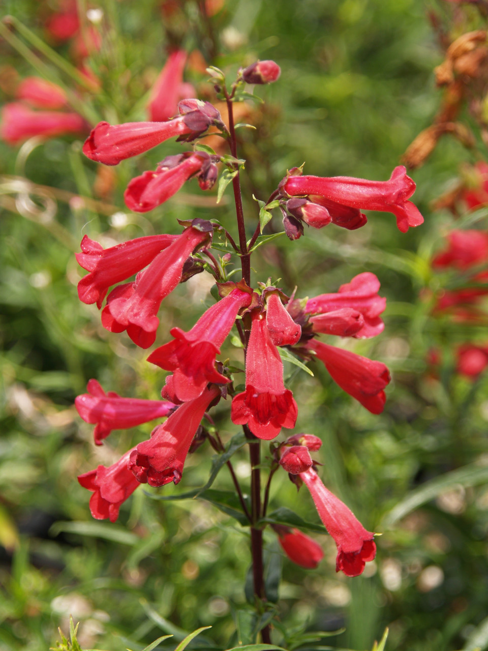 Penstemon eatonii (Firecracker Penstemon)
