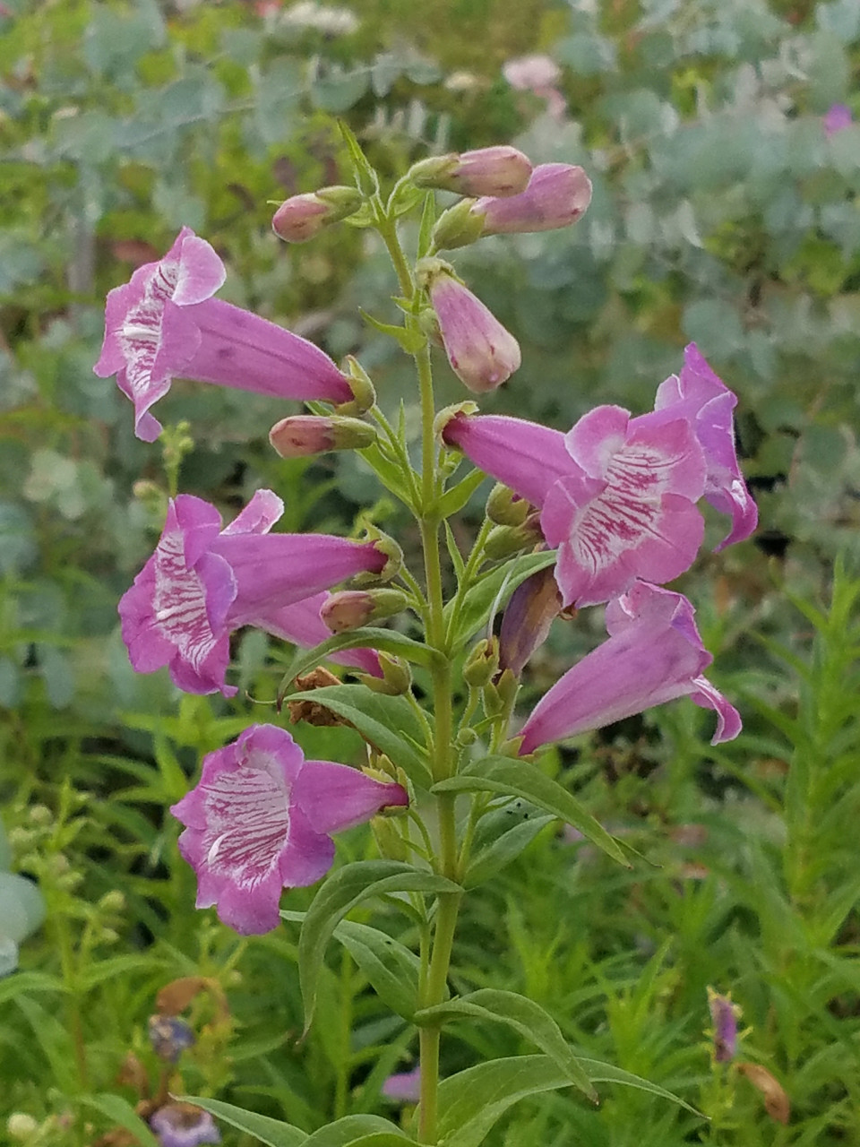 Penstemon palmeri (Palmer's Penstemon)