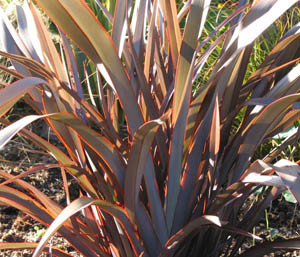 Phormium 'Amazing Red' (New Zealand Flax Hybrid)
