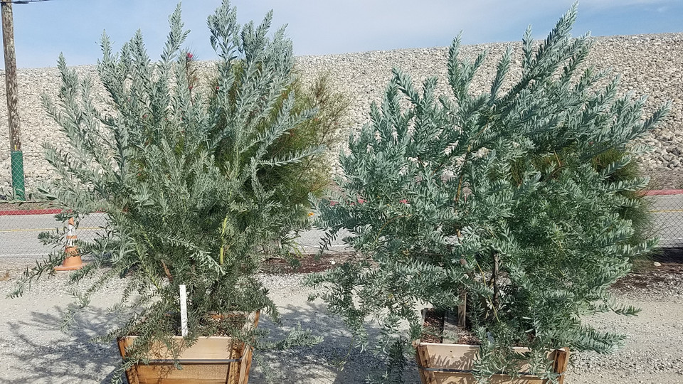 Acacia covenyi (Blue Bush)