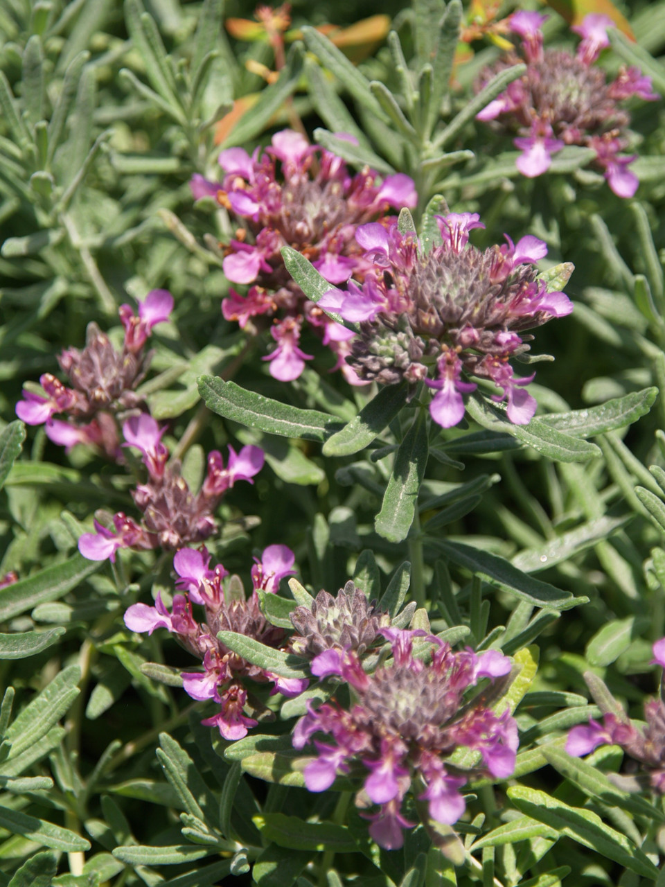 Teucrium majoricum (Fruity Germander)