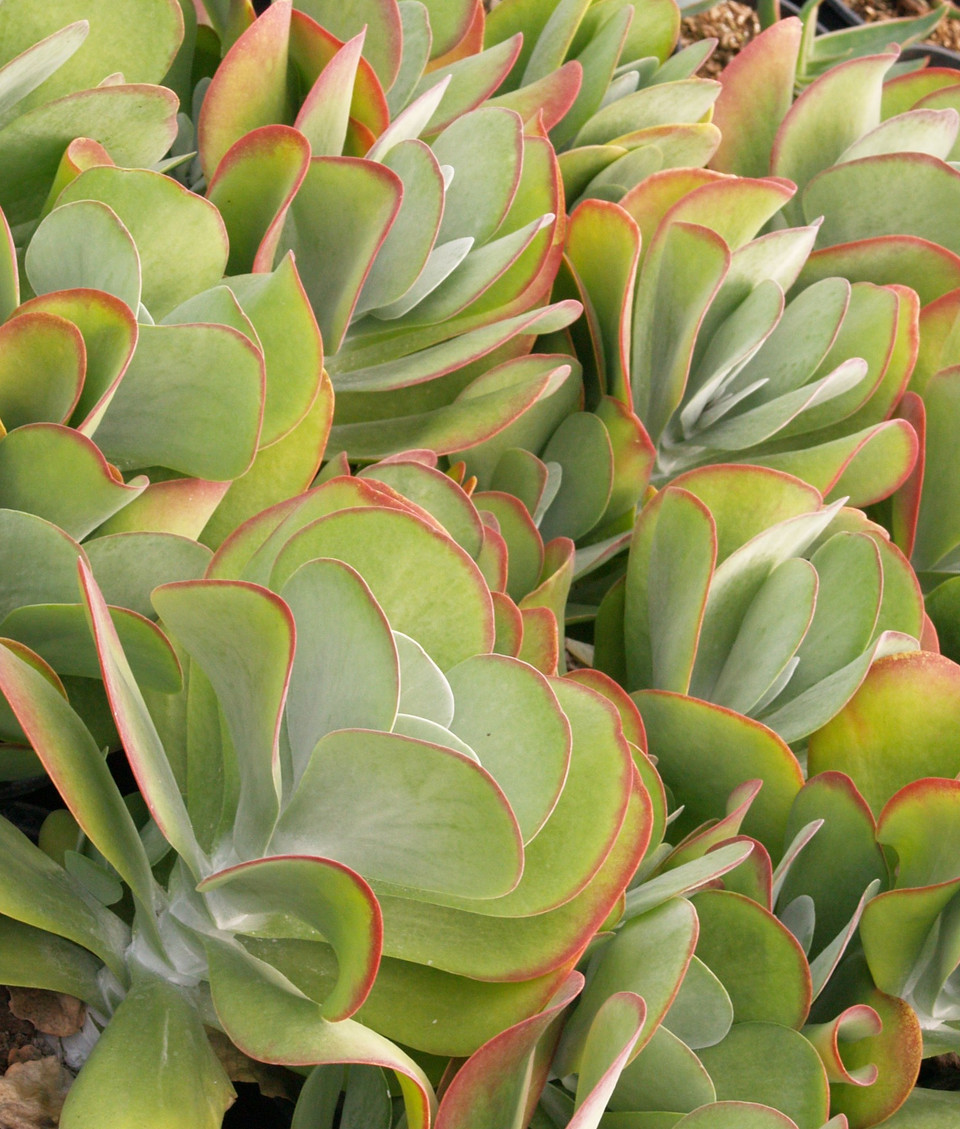 Chondropetalum elephantinum (Large Cape Rush)