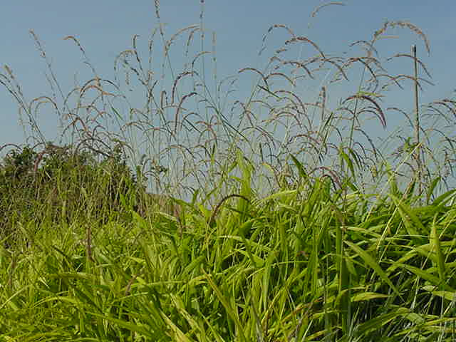 Setaria palmifolia (Palm Grass)