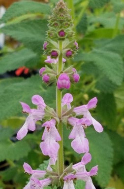 Stachys byzantina 'Silver Carpet' (Lamb’s Ear Selection)