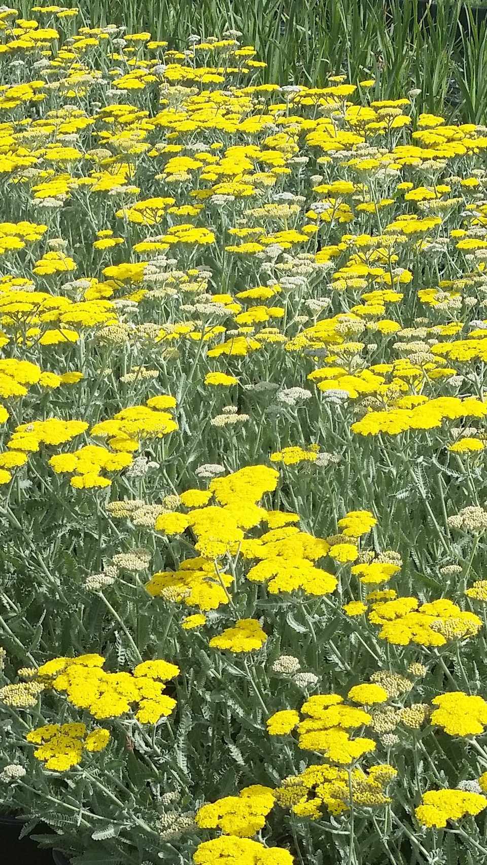 Achillea millefolium 'Sonoma Coast' (Common Yarrow - Green leaf white)