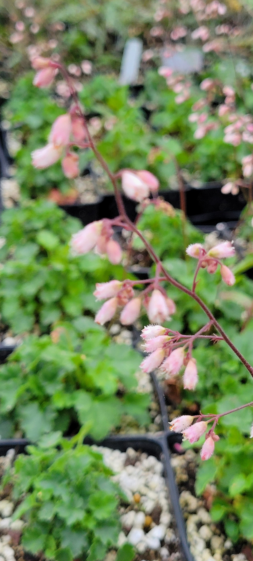 California Native Heucheras