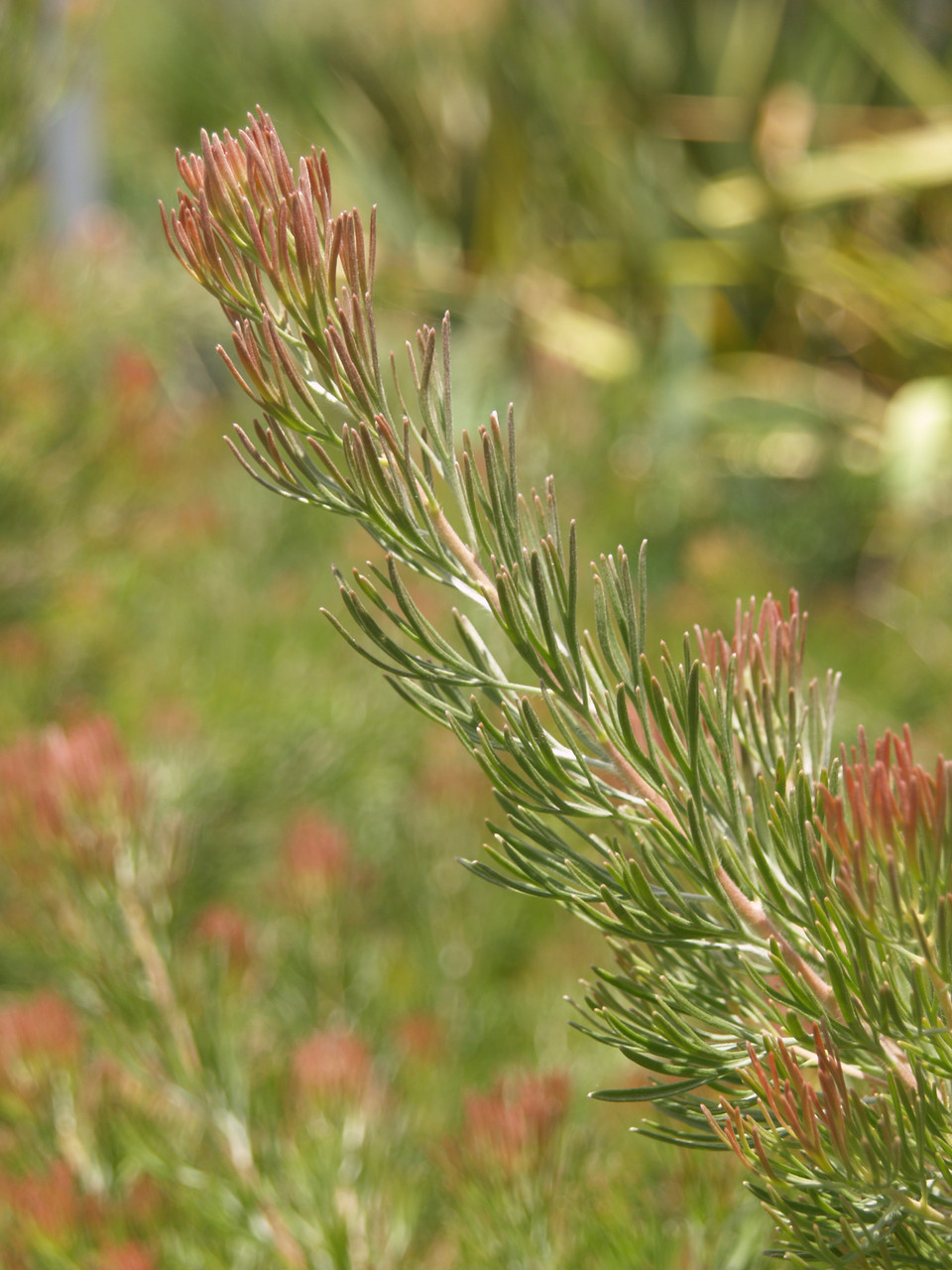 Calylophus drummondii (C. berlandieri) (Sundrops)