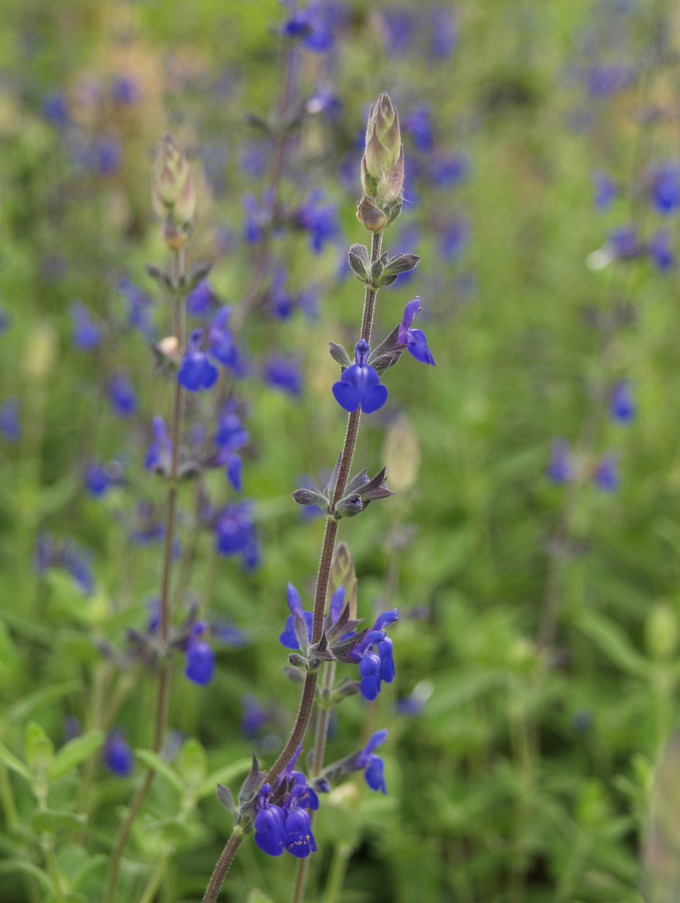 Salvia 'Pozo Blue' (Cleveland Sage Selection)