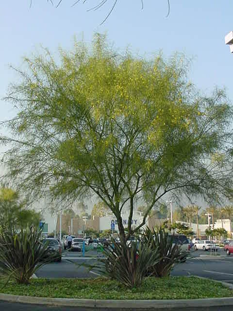 Parkinsonia aculeata 1g - El Nativo Growers