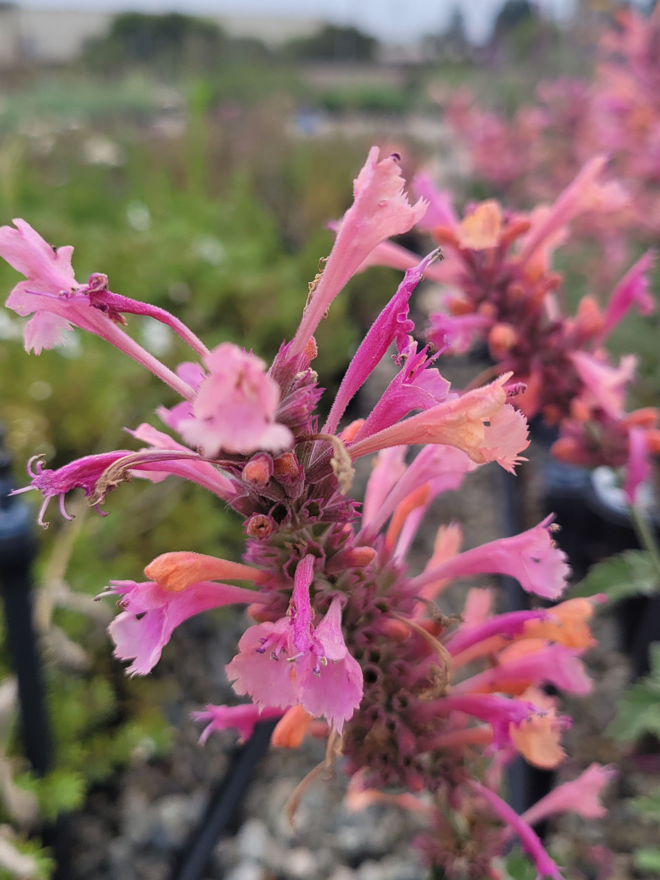 Agastache 'Kudos Yellow' PP26,563 (Dwarf Hummingbird Mint - Yellow)
