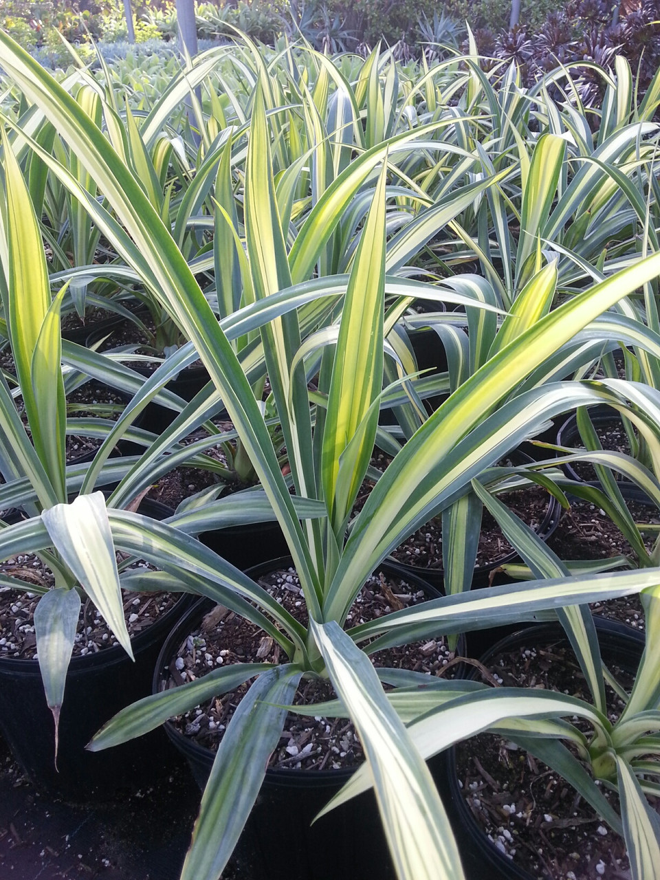 Beschorneria yuccoides Flamingo Glow (PP 22,162) (Variegated Amole)
