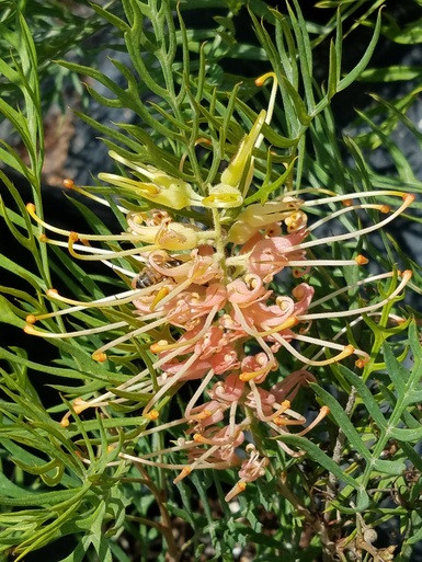 Galvezia juncea (Baja Bush Snapdragon)