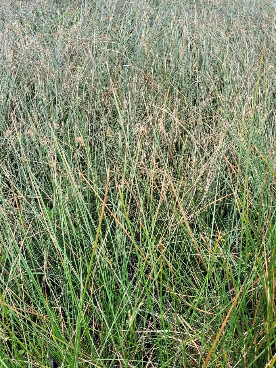 Juncus mexicanus (Mexican Rush)