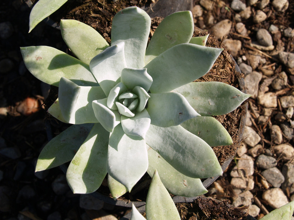 Dudleya brittonii (Britton's Dudleya or Giant Chalk Dudleya)
