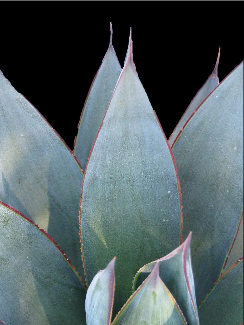 Agave 'Blue Glow' (Blue Glow Agave)