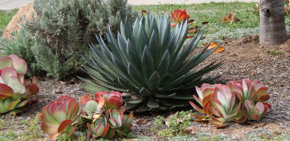 Agave guiengola 'Creme Brulee' (Century Plant)