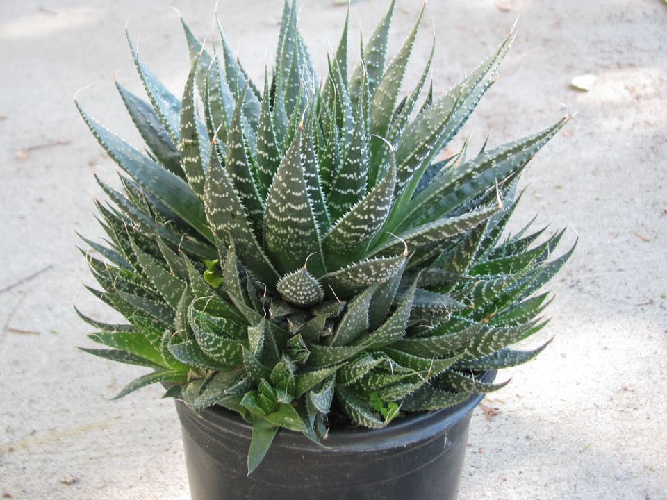 Aloe aristata (Lace Aloe)
