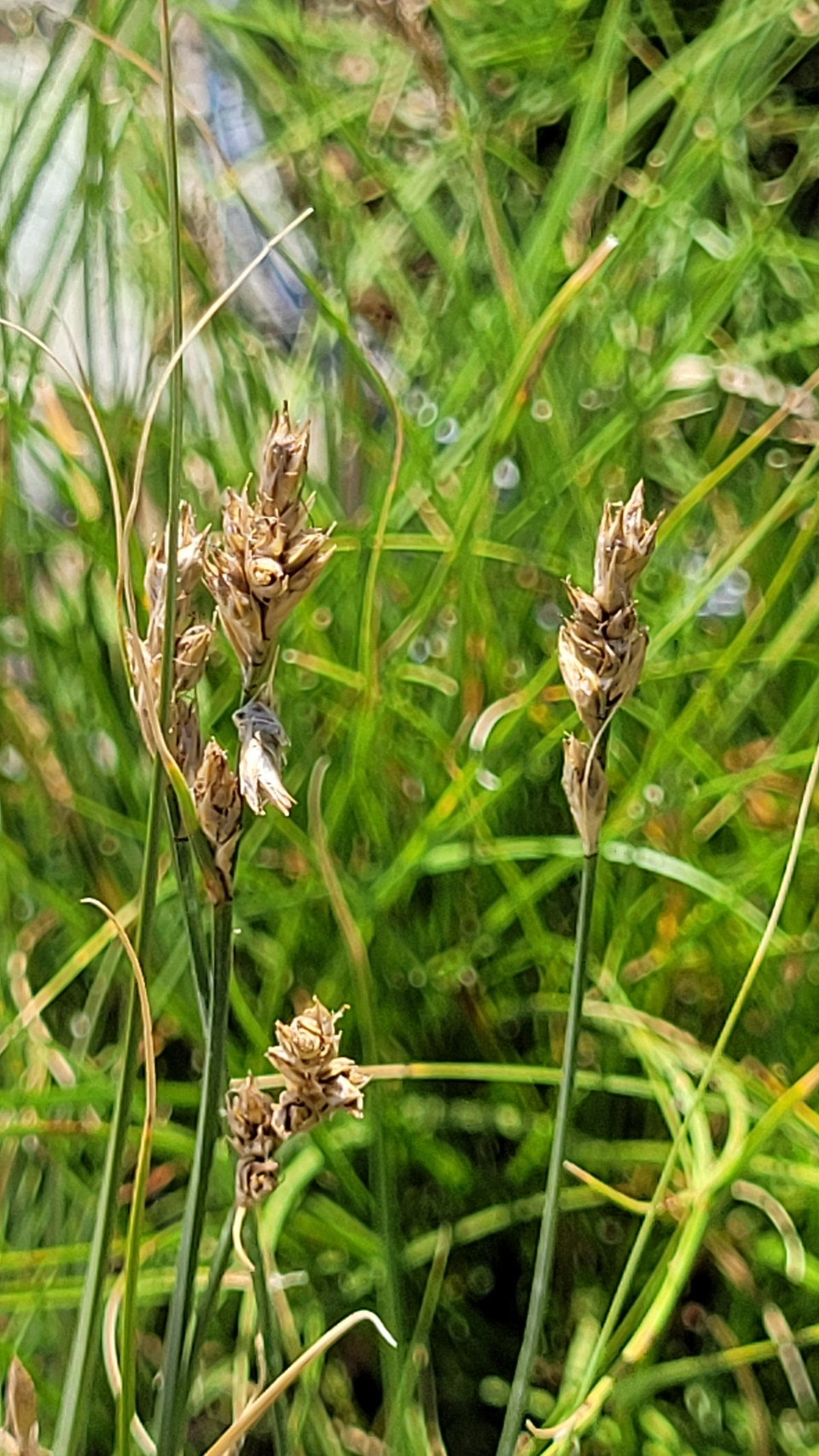 Carex perdentata (Texas Hill Sedge)