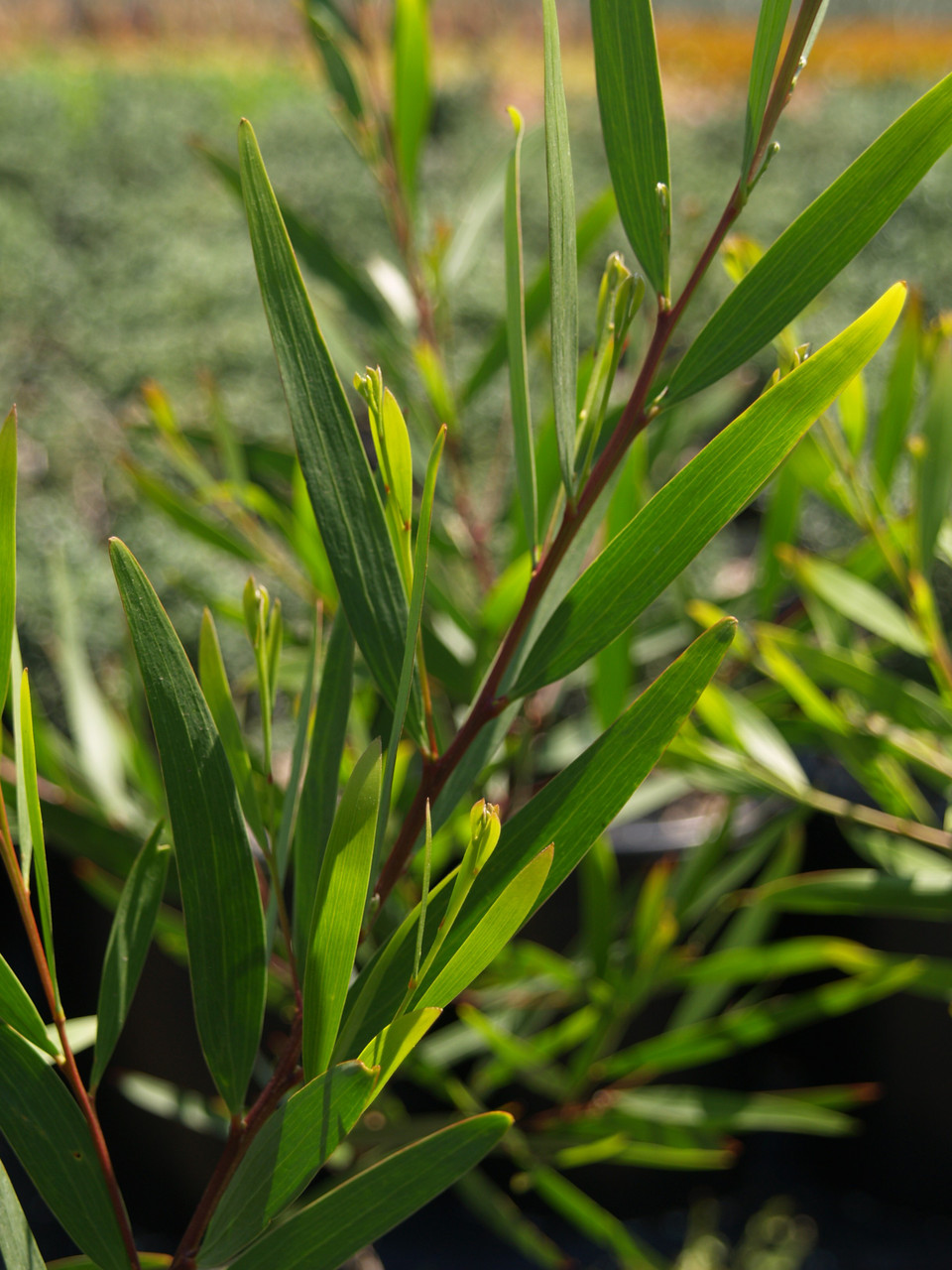 Acacia cultriformis (Knife-leaf Acacia)