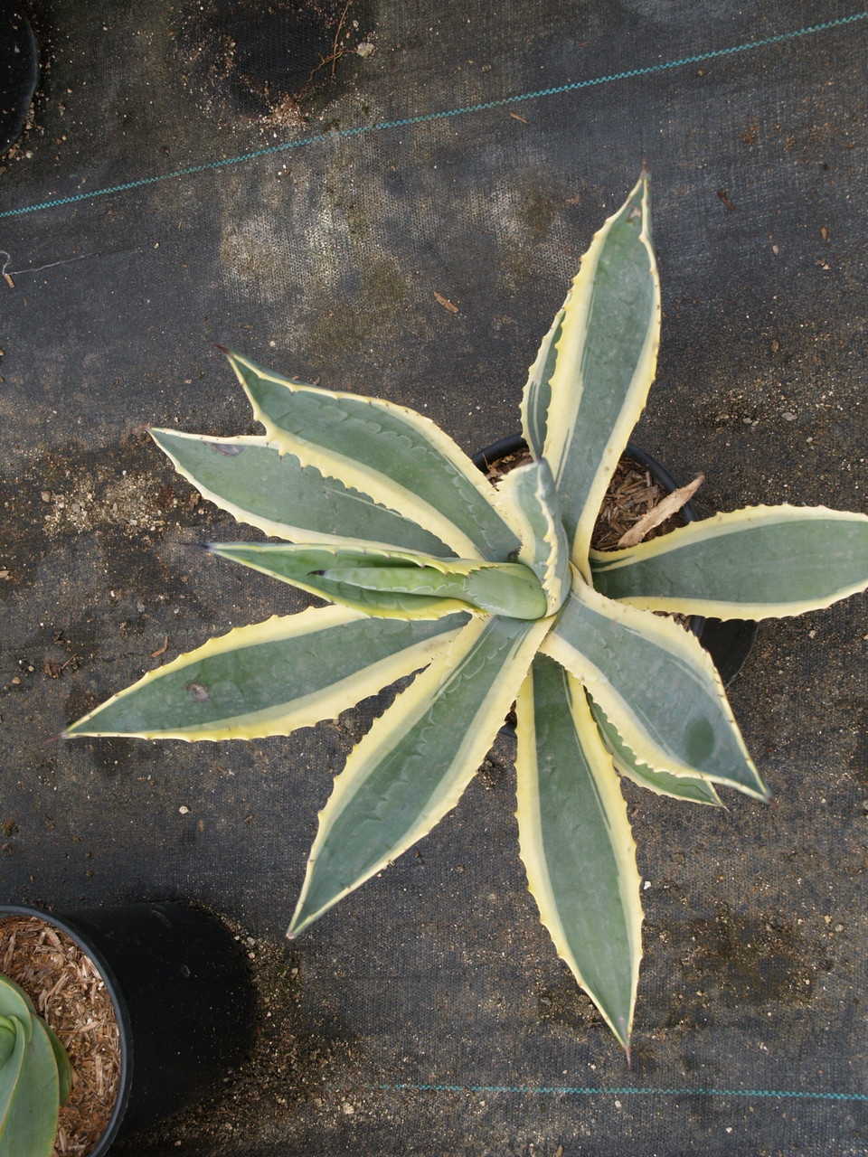 Agave a. var medio-picta 'Alba' (White Variegated Century Plant)