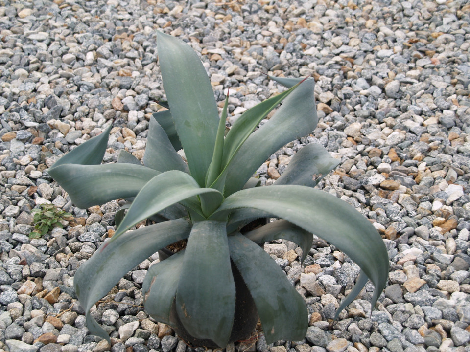 Agave weberi (Weber Agave)
