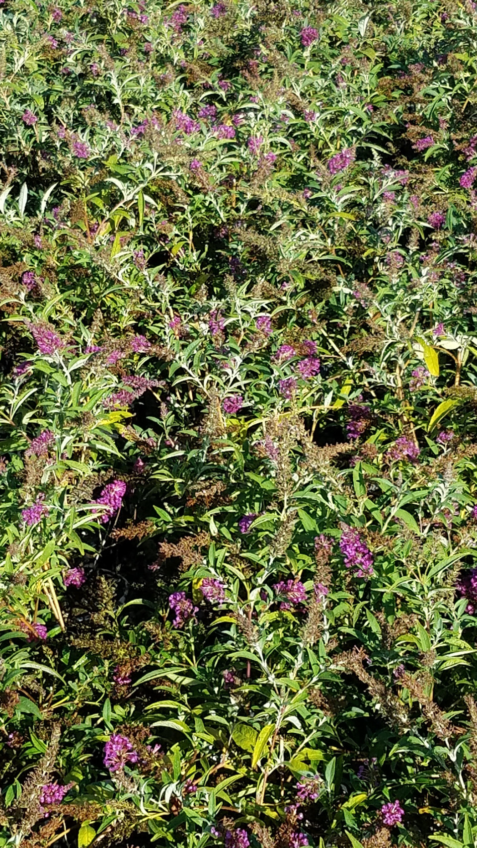 Buddleia 'Buzz™ Midnight' (Dwarf Butterfly Bush)