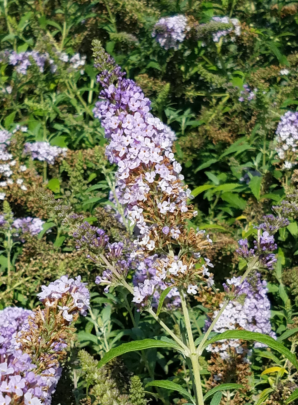 Buddleia Buzz™ Sky Blue (Dwarf Butterfly Bush Hybrid)
