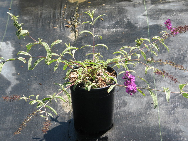 Acacia covenyi (Blue Bush)