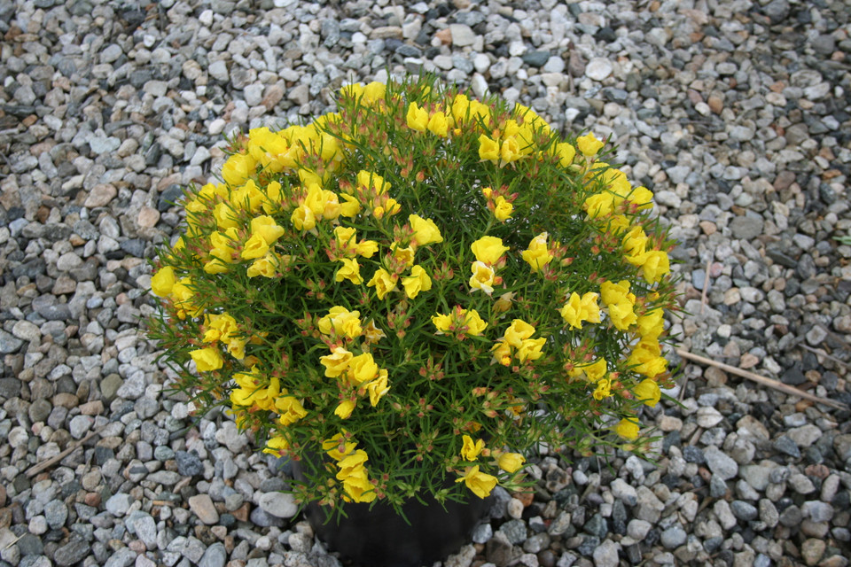 Calylophus drummondii (C. berlandieri) (Sundrops)