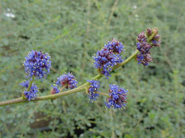 Ceanothus 'Concha' (Wild Lilac Hybrid)