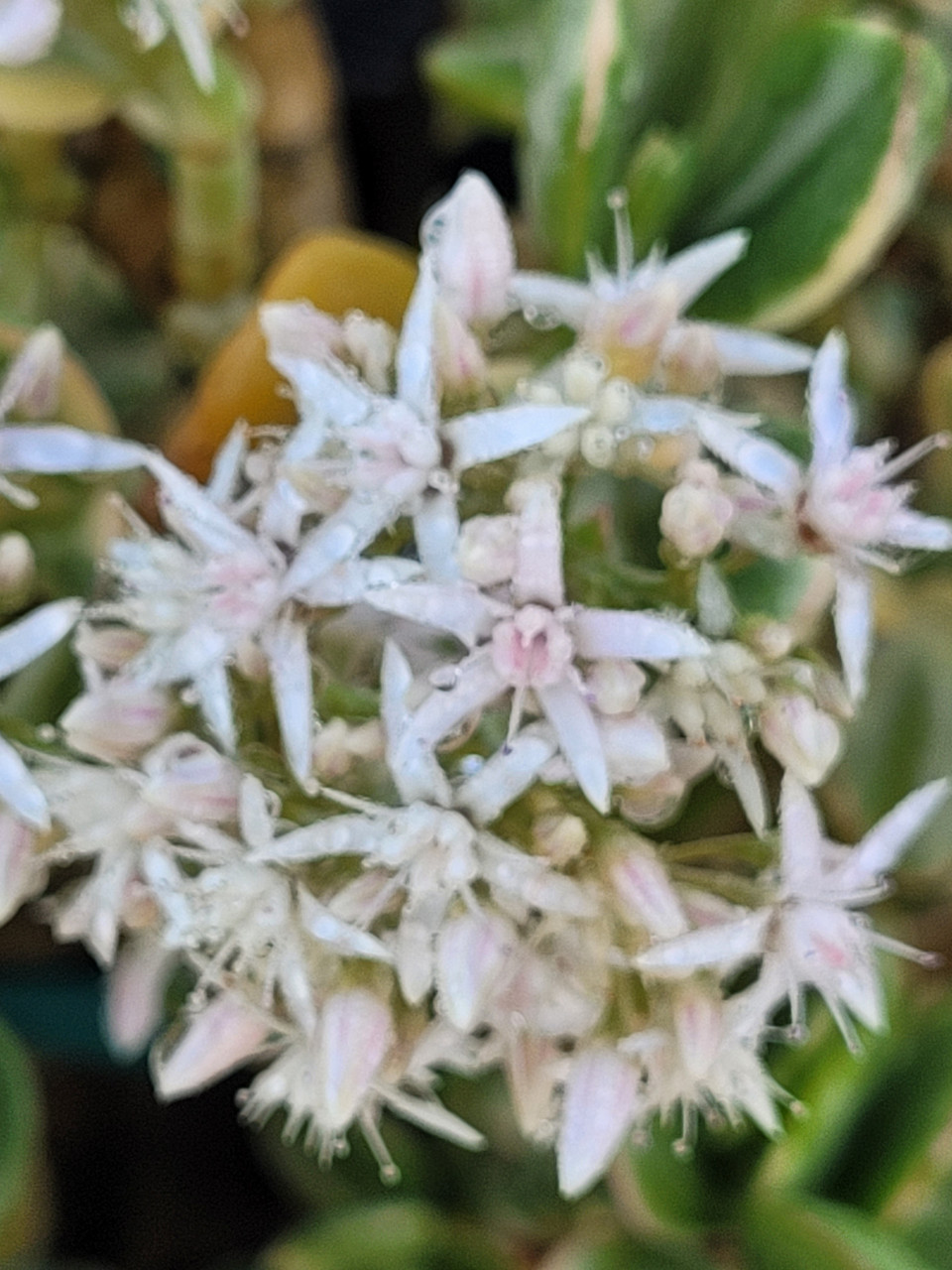 Dianella tasmanica 'Variegata' (NCN)