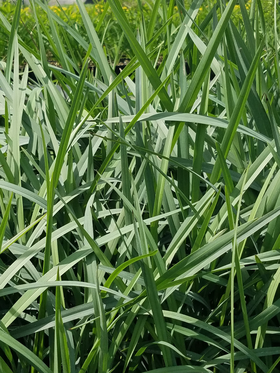 Festuca 'Siskiyou Blue' (Fescue Hybrid)