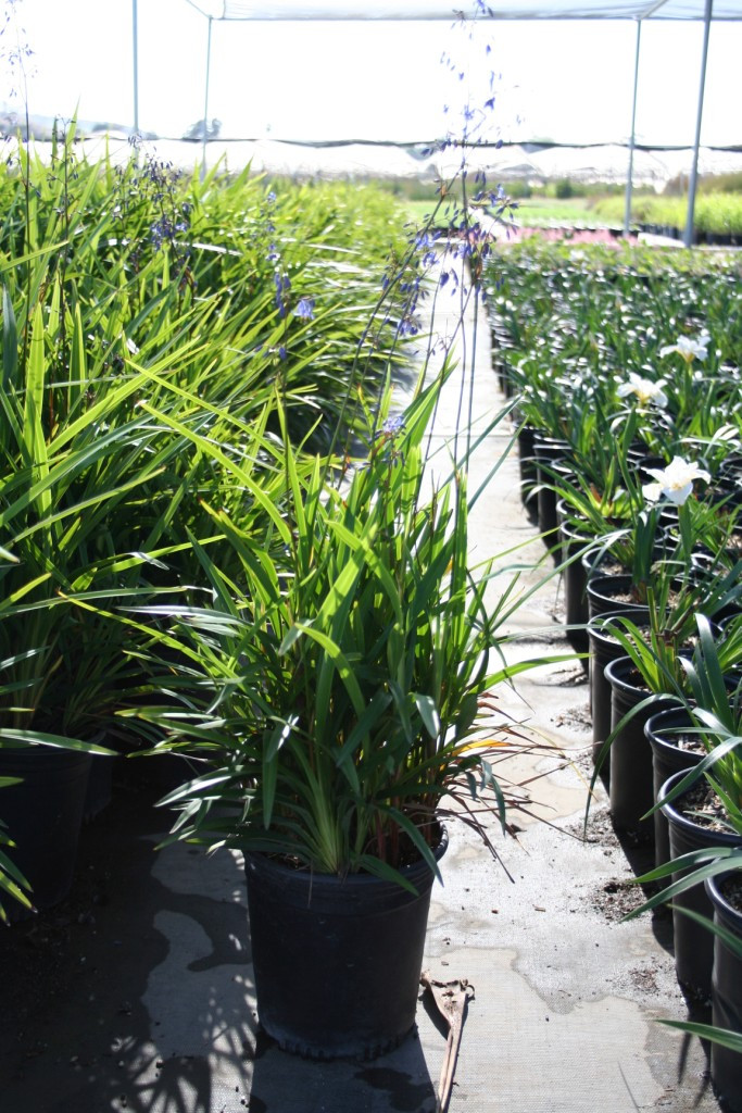 Dianella revoluta 'Little Rev' (PP17,719) (Flax Lily Selection)
