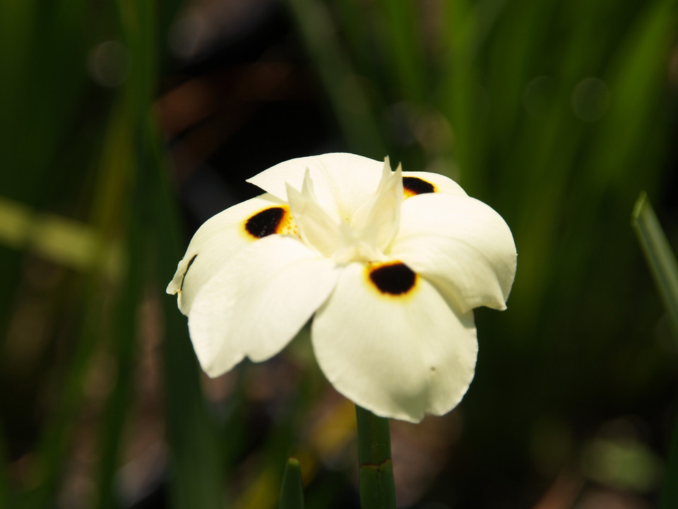 Dietes vegeta 'Variegata' (Striped Fortnight Lily)