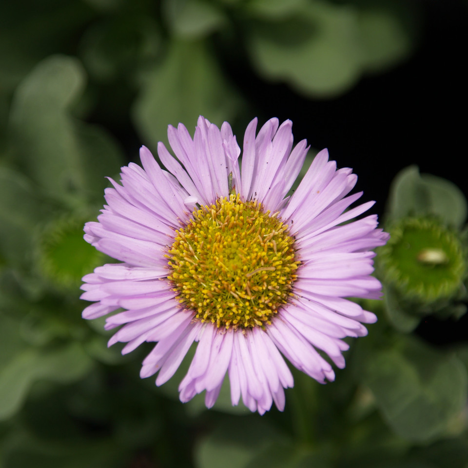 Erigeron k. 'Spindrift' PP#14834 (Santa Barbara Daisy Selection)