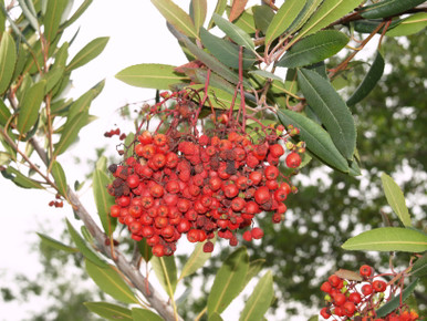 Heteromeles arbutifolia (Toyon)
