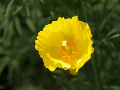 Hunnemannia fumariifolia (Mexican Tulip Poppy)