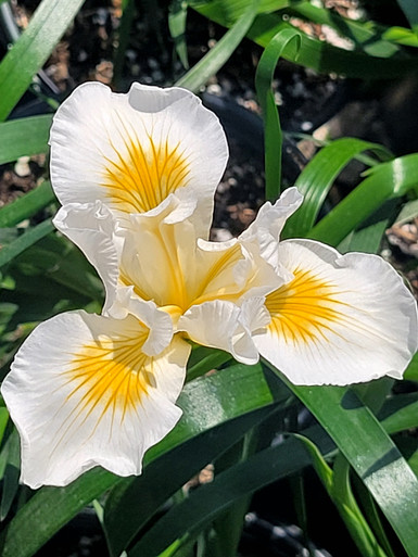 Iris 'Canyon Snow' (Iris Hybrid)