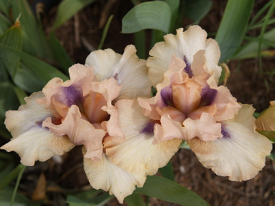 Iris g. 'Concertina' (Bearded Iris - Intermediate Peach/Pink Blue beard)
