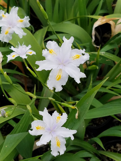 Iris x 'Nada' (Beardless Iris)