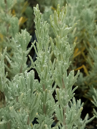Lavandula stoechas 'Silver Anouk' (Spanish Lavender)