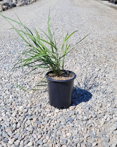 Leymus triticoides 'Grey Dawn' (Creeping Wild Rye Selection)