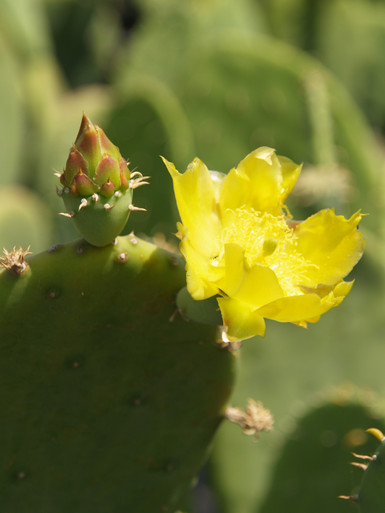 Opuntia cacanapa 'Ellisiana' (Spineless Prickly Pear)