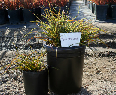 phormium tom thumb size