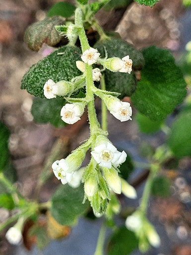 Ribes indecorum (White-Flowering Currant)