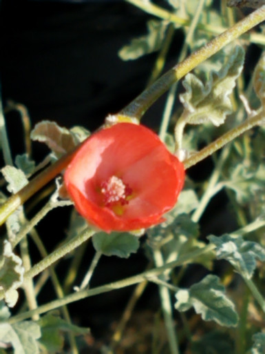 Sphaeralcea ambigua 'Louis Hamilton' (Apricot Mallow Selection)