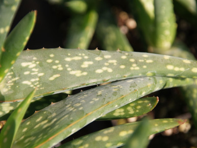 Aloe rubroviolacea (Arabian Aloe)