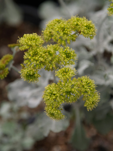 Eriogonum crocatum (Conejo Buckwheat)