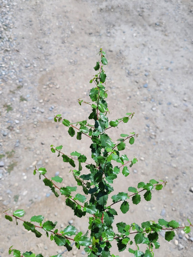 Rhamnus crocea (Spiny Redberry)